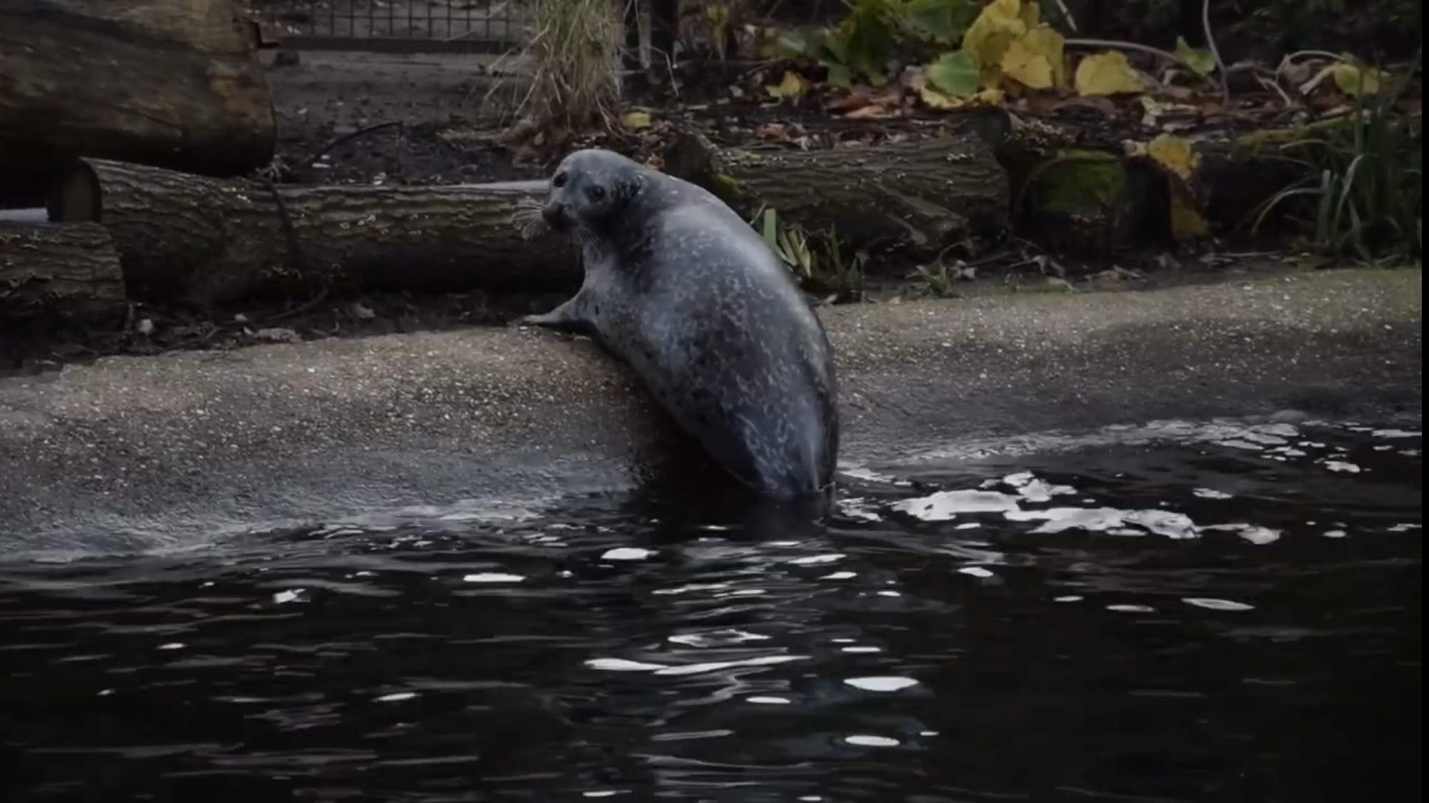 Antwerpse Zoo zet in op betere verblijven voor de dieren - wrAP